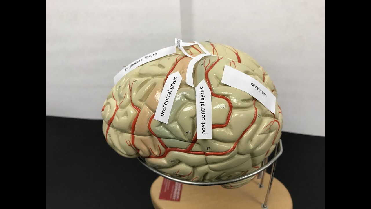 CCC Online Biology Lab - The Brain - YouTube