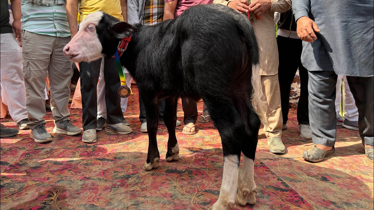 🥇Beautiful nili ravi female calf 🥰 - YouTube