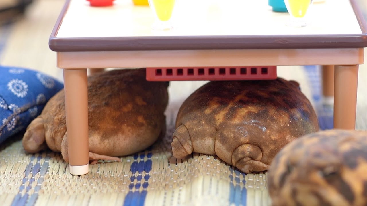 Various scenes of Rain frog🥳 - YouTube