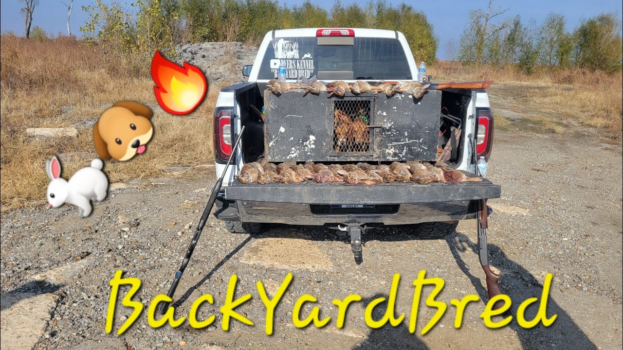 Pt2: *Puppies applying Pressure* | with "Brewer & Kane Cutter Kennels ...