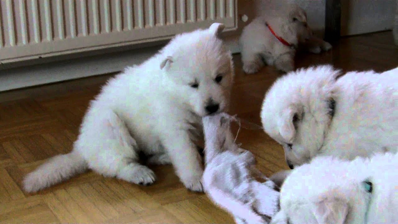 Zwitserse Witte Herder pups | Kennel Vivid Daydream - YouTube