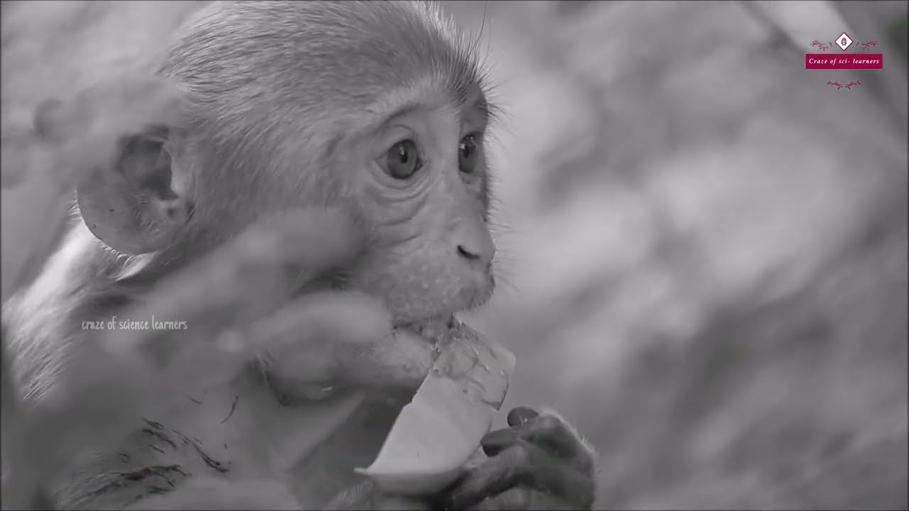 what Happened to Albert II in space..... The first monkey send to space ...