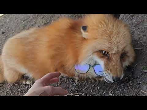 Dixie stole my glasses