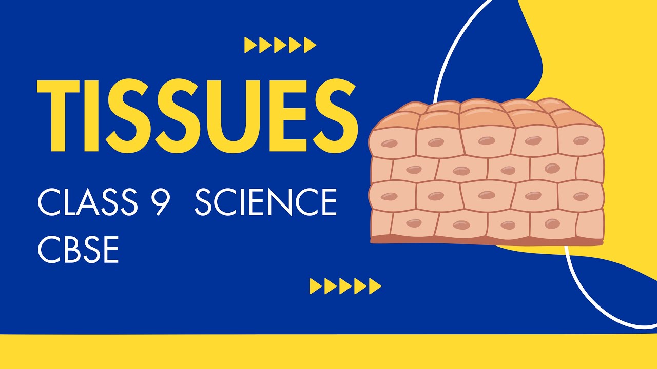 Tissues | Lecture 5 | Chapter 6 | CBSE Class 9 Science | CBSE | Free ...
