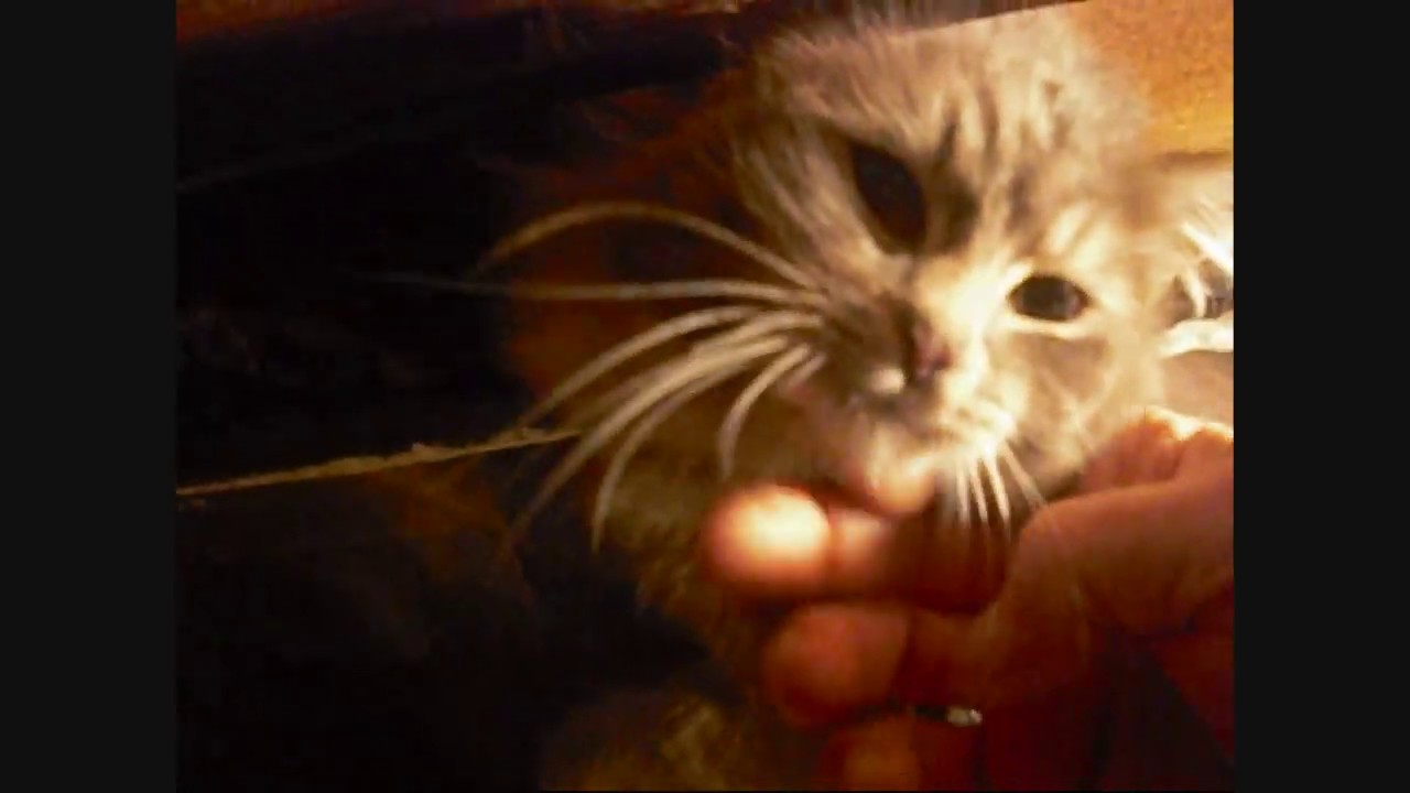 WHOSE CAT ARE YOU? - YouTube