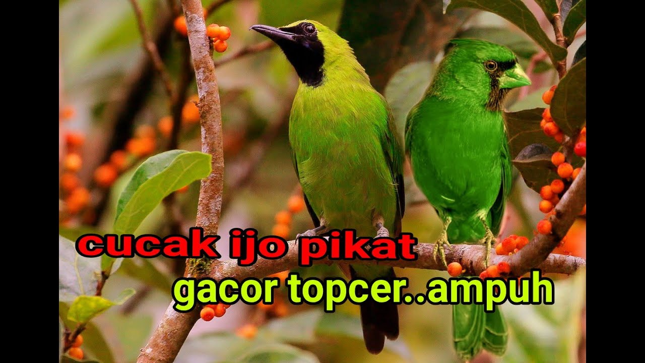 murai daun/cucak ijo pikat - YouTube