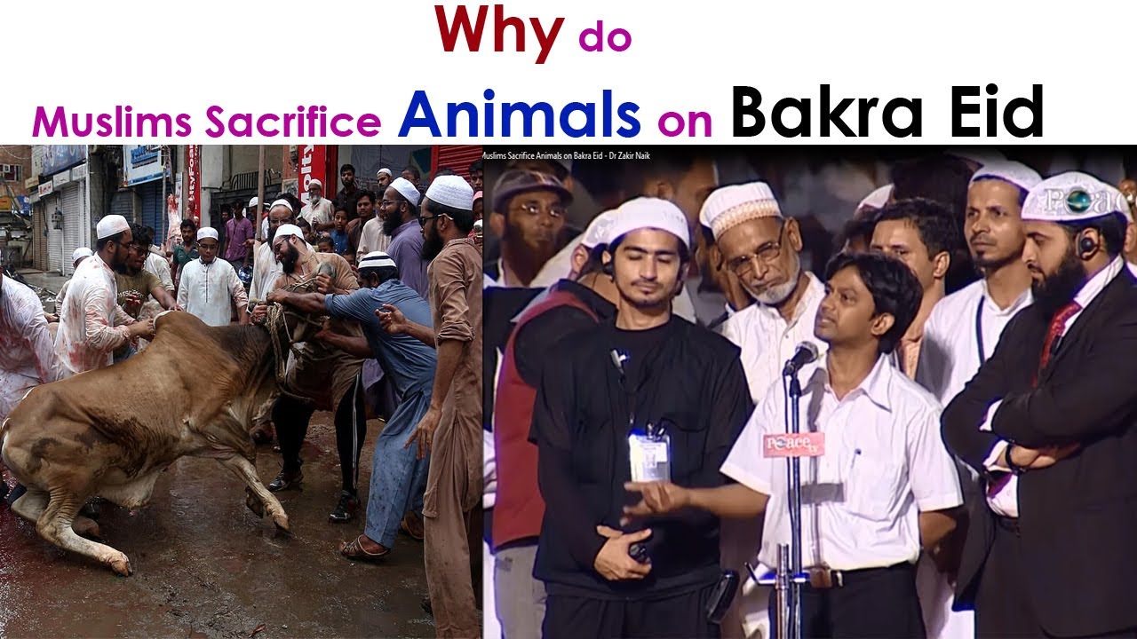 Why do Muslims Sacrifice Animals on Bakra Eid - Ask Dr Zakir Naik - YouTube