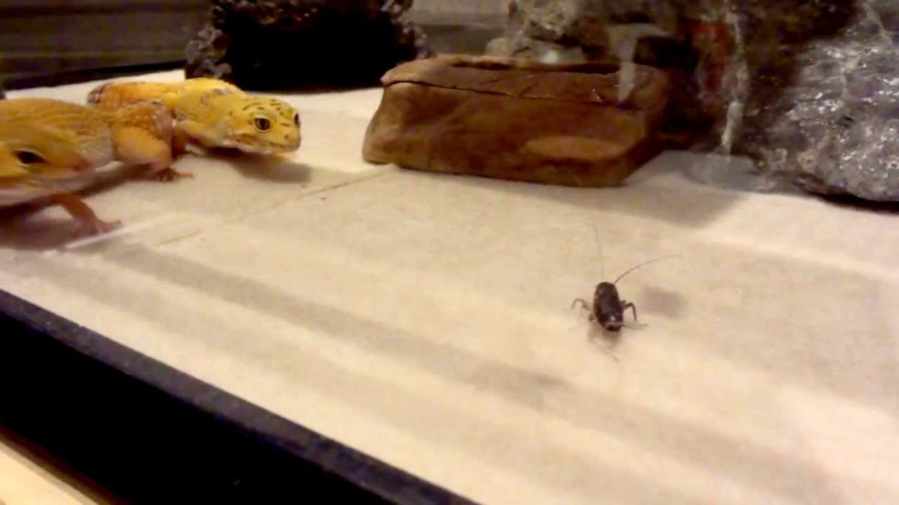 leopard gecko eating cricket. - YouTube