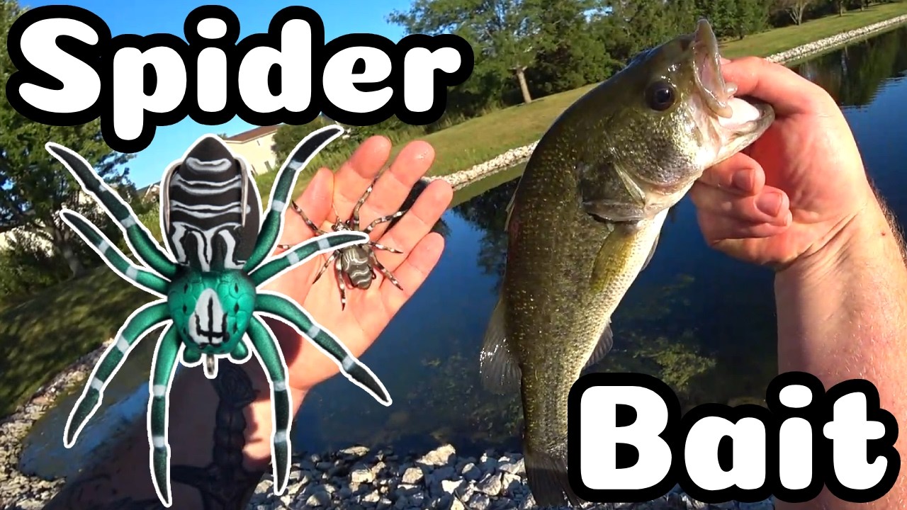 Topwater Bass Fishing With A SPIDER - YouTube
