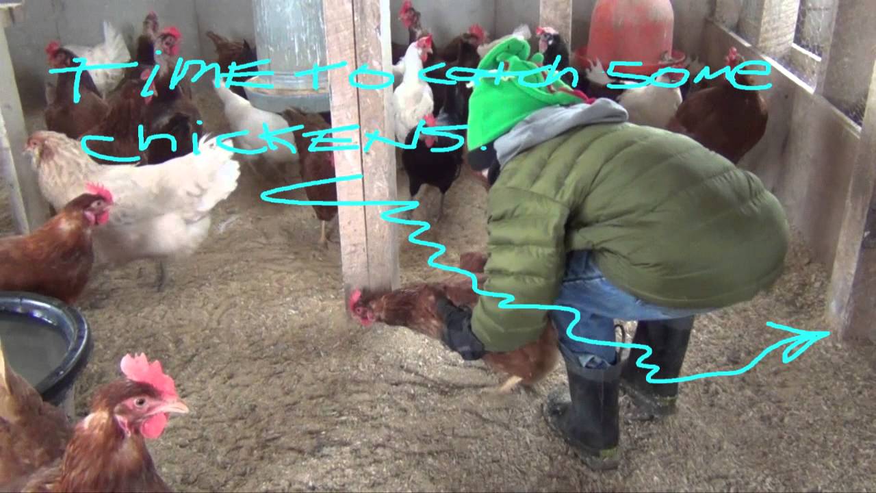 Feed (cracked corn) and Catching Chickens - YouTube