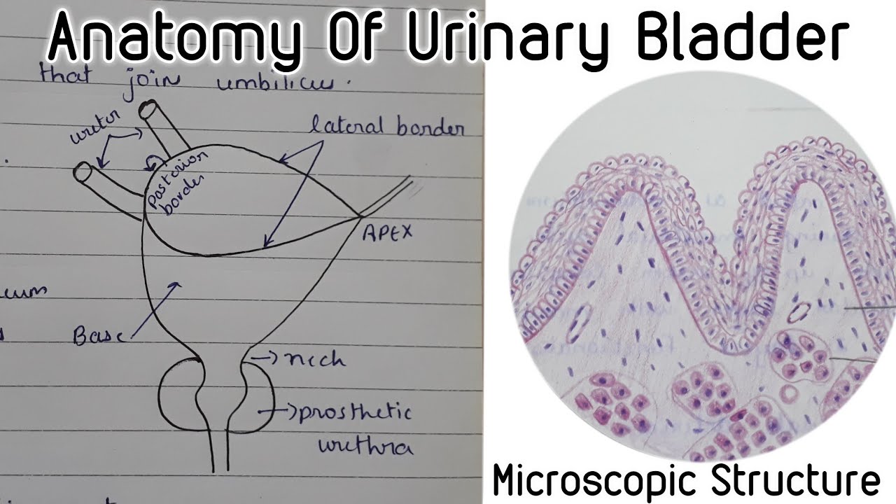 Anatomy of : Urinary Bladder in Brief - YouTube