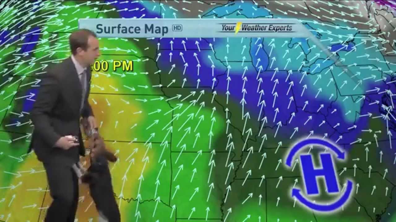 Griffey The Weather Dog Wants To Play During Weather Forecast - YouTube