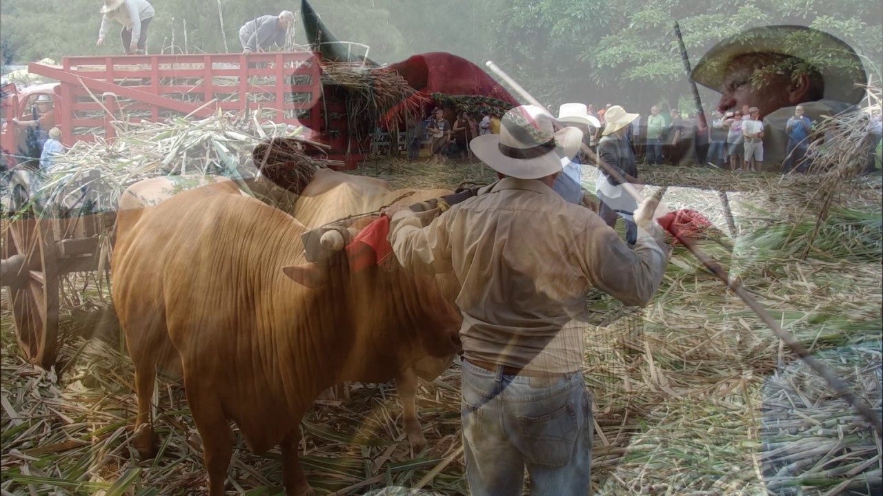 SUGAR CANE FEST PUERTO RICO - YouTube