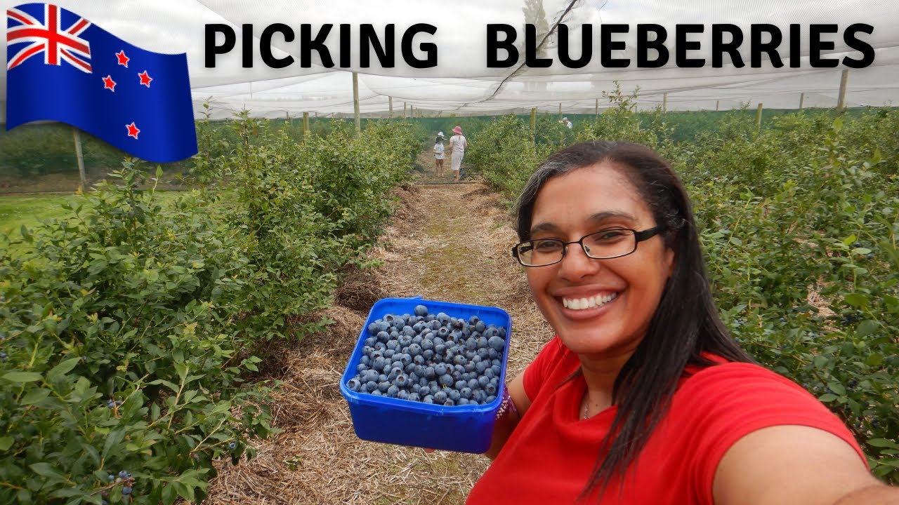 Blueberry picking in New Zealand - YouTube