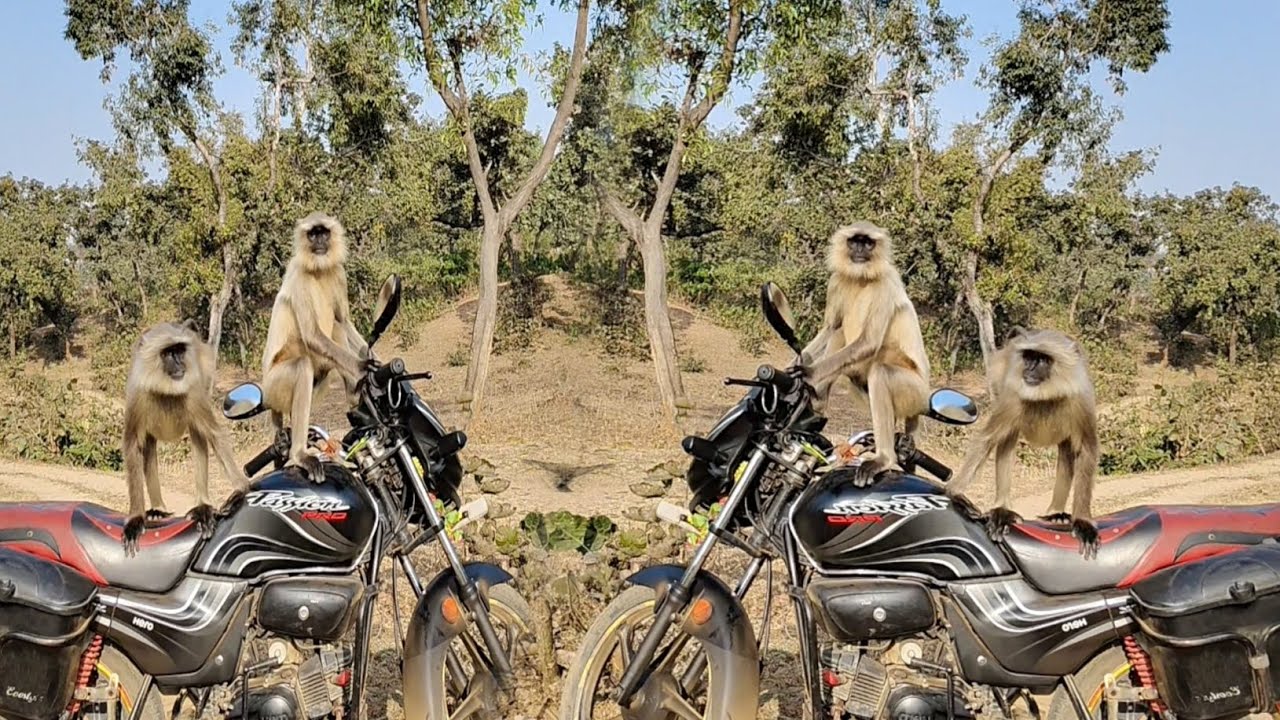 The Most Intense Monkey Face Ever! Close-up Wildlife Experience - YouTube