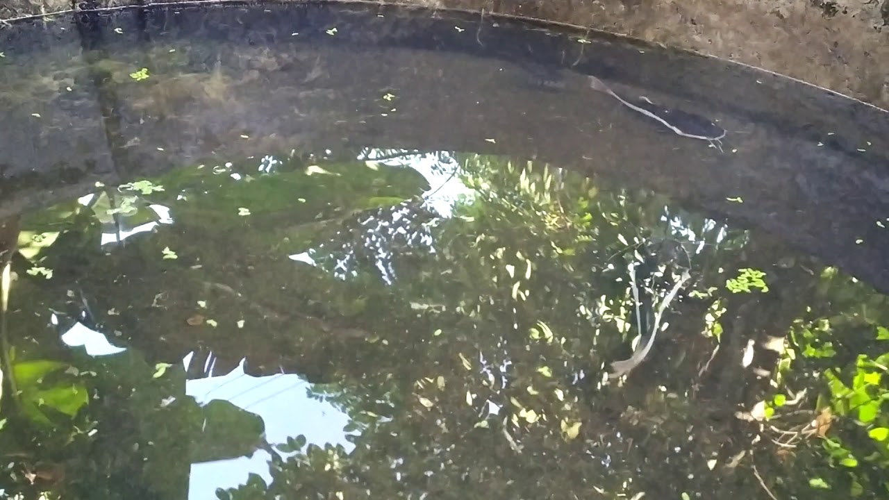 Red tail catfish ( RTC ) - YouTube