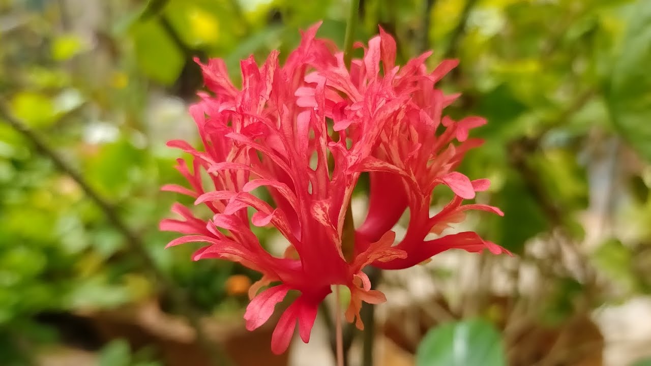 Home Gardening Vlog in Tamil | Part 2 | Chembaruthi Poo | Adukku ...