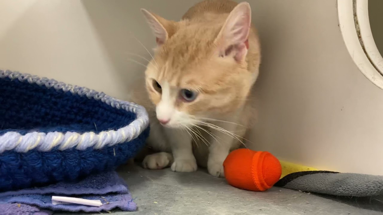 Wasabi 133191, a playful cat with unique eyes - YouTube