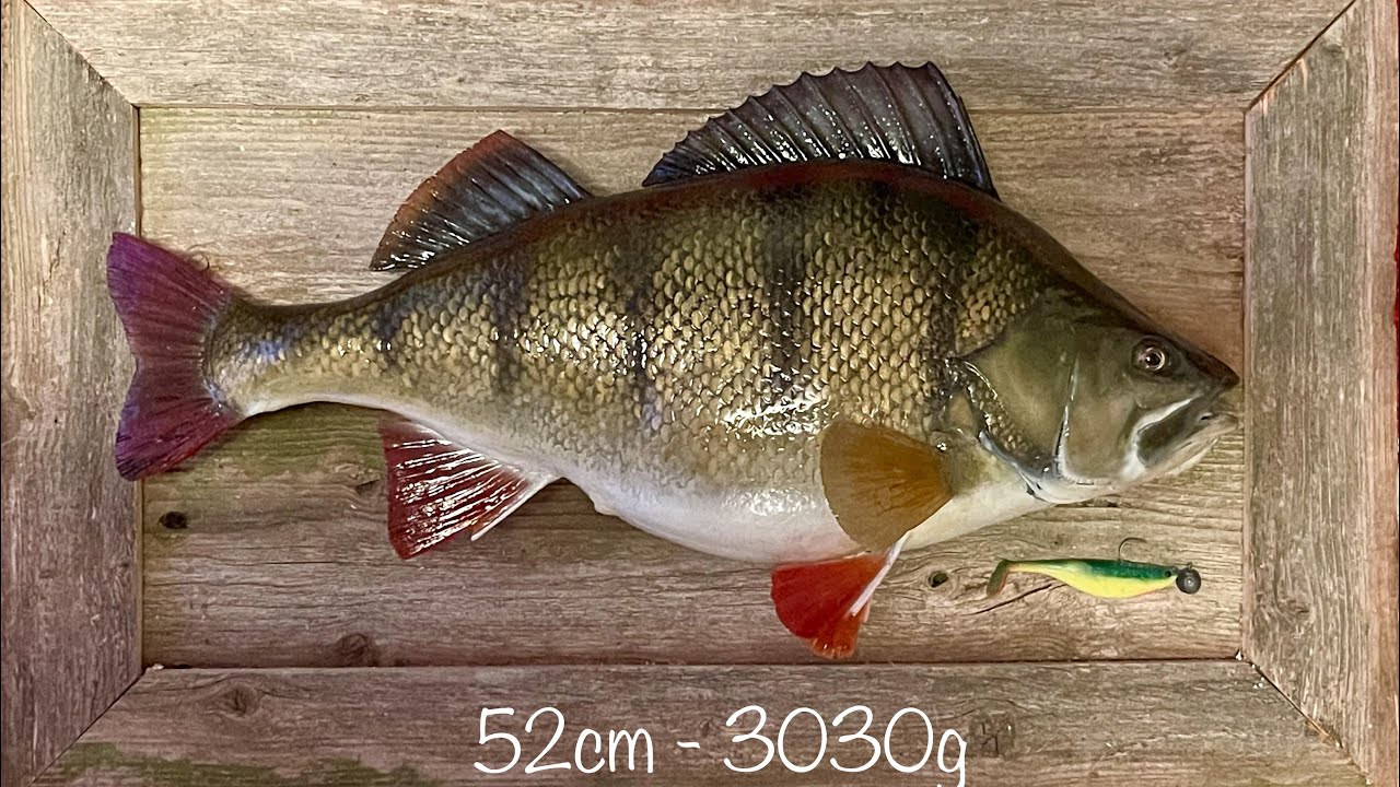 3kg ahven näköis-trofee 3kg perch replica mount - YouTube