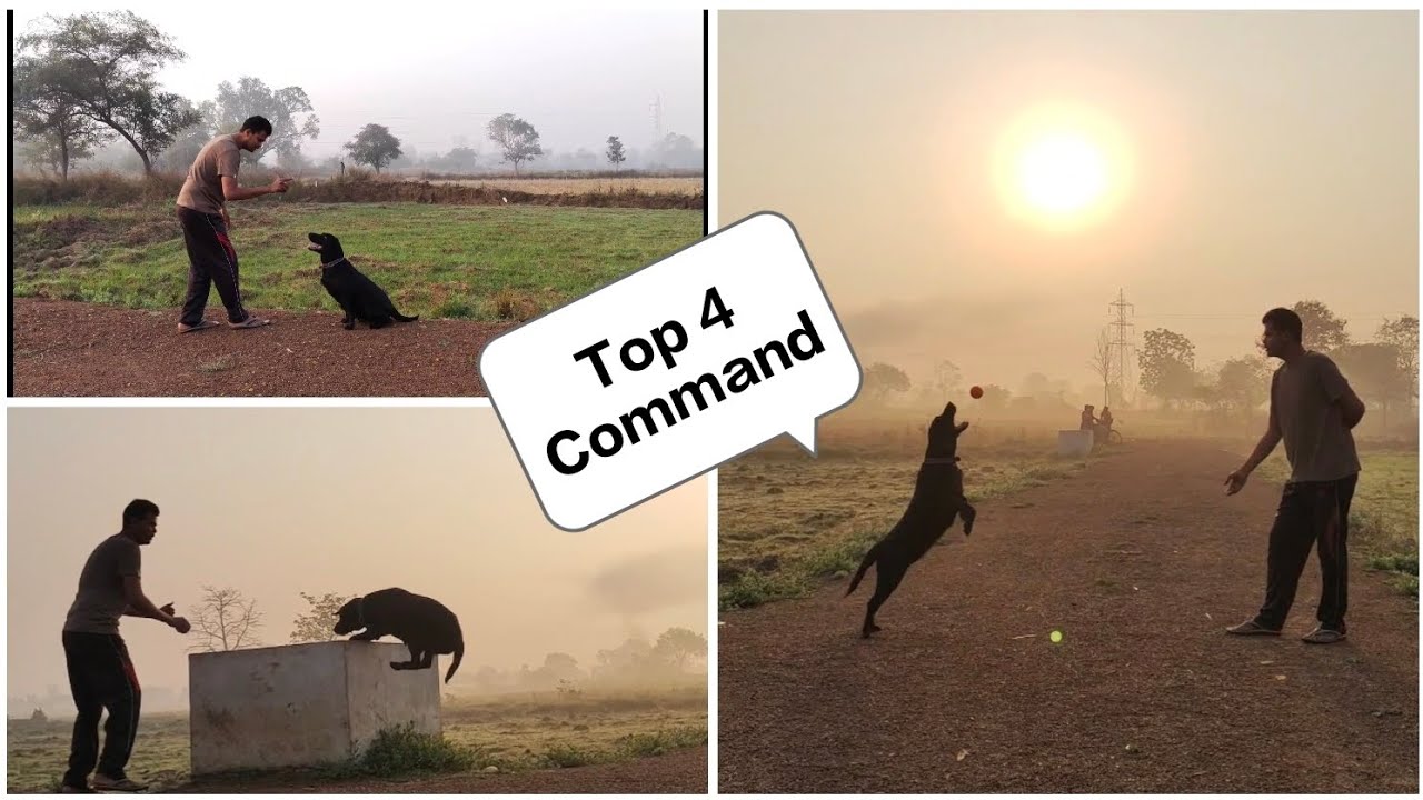 How to Train your Dog to(Ball🏀Catch, Stay, Jump& sleep) || Top 4 ...