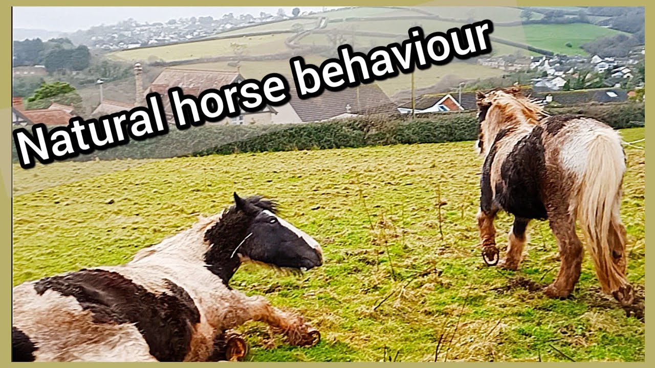 Natural horse behaviour - YouTube