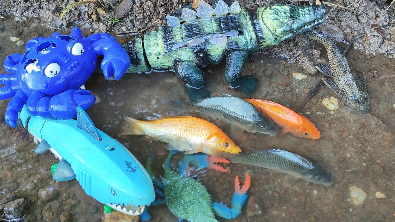Finds Koi Fish & Goldfish in River, Sea Animal toys, Baby Shark, Baby ...