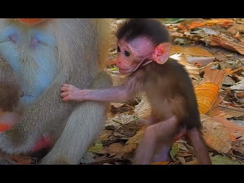 Baby Monkey Vito Learning To Stand On Two Legs - YouTube