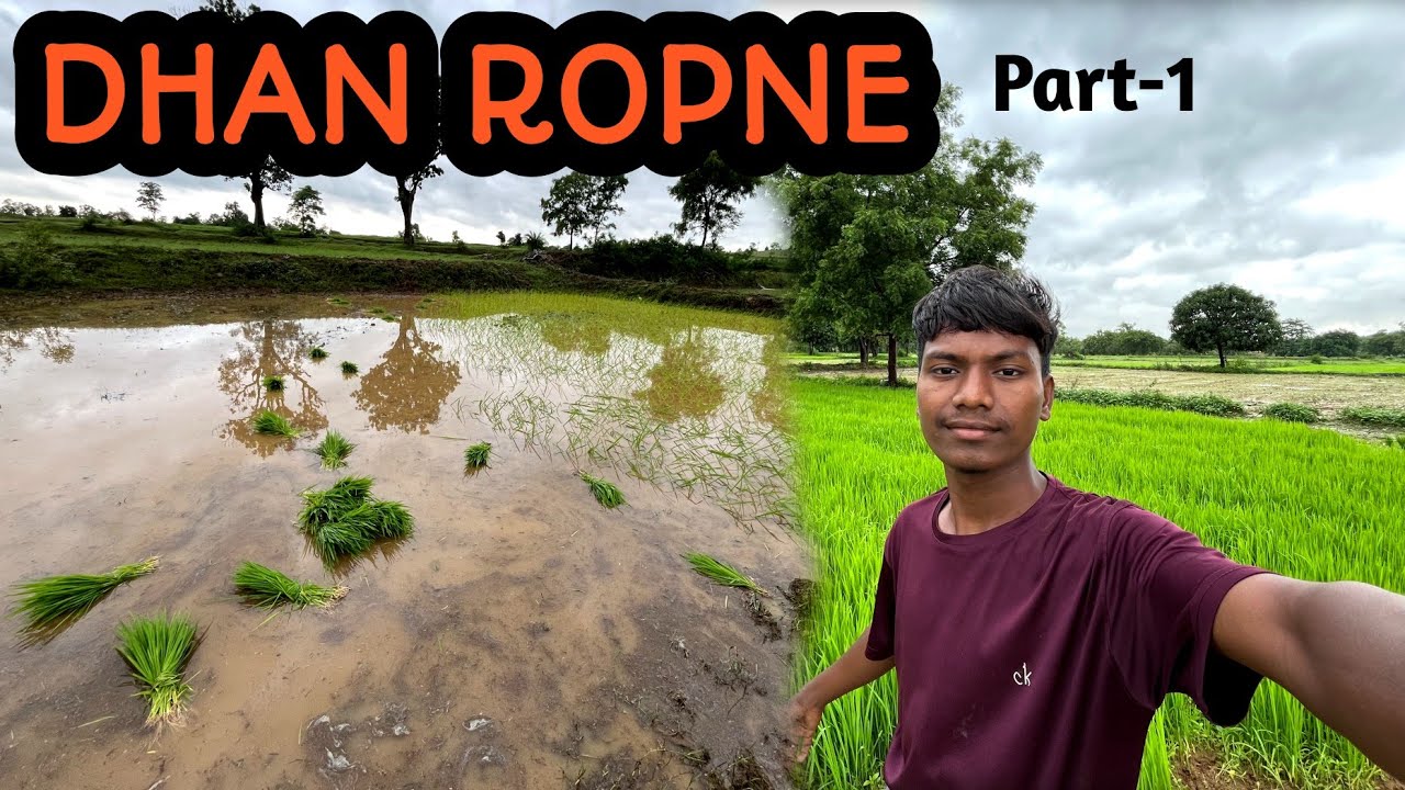 Part-1 Dhan 🌾Ropa Vlog || Village Life 😍 - YouTube