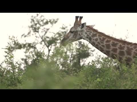 Where nature sets the pace | Klaserie Drift