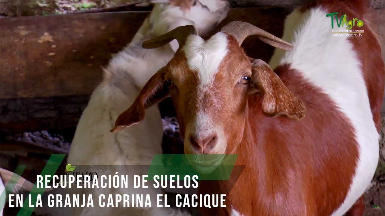 Recuperación de suelos en la granja caprina El Cacique - TvAgro por ...