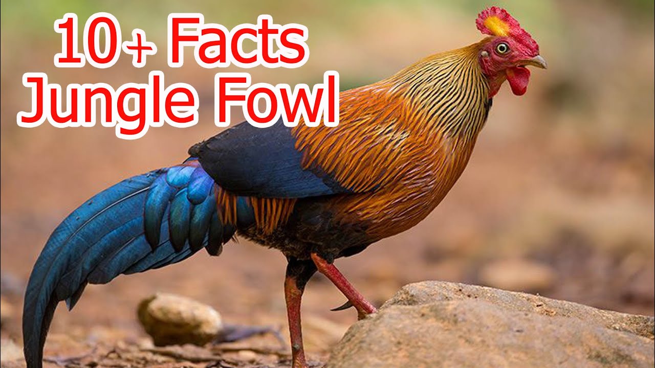 जंगली मुर्गी के तथ्य,Ayam hutan| jantan facts, Jungle fowl facts ...