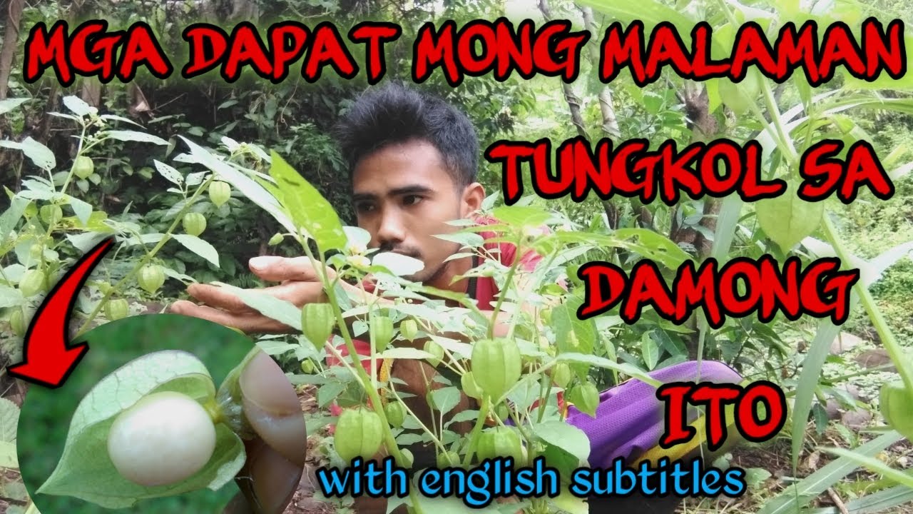 Cape Gooseberry in Philippines - Wild Edible Plants - Tino-tino - YouTube