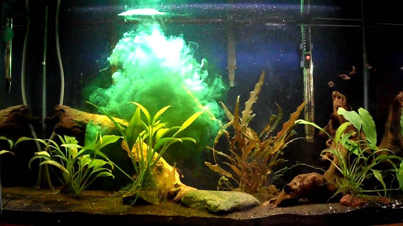 Fungus Treatment- Backer's Tank Nov. 1/2011 - YouTube