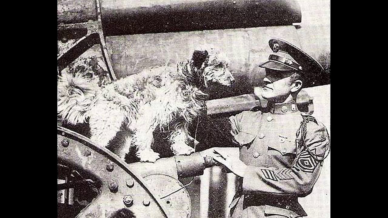 [Incredible Animals] Story of Lieutenant Colonel Rags The Bravest Dog ...