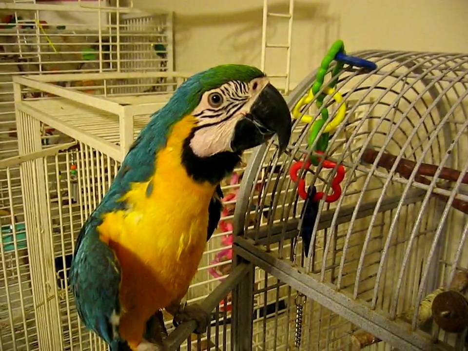 Rainbow Cockatoo