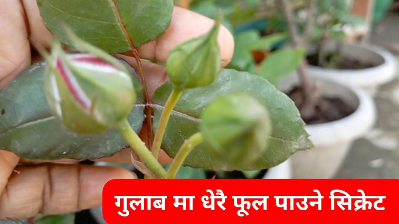 गुलाब मा धेरै फूल पाउने सिक्रेट/ rose plant care in nepali || Rose ...