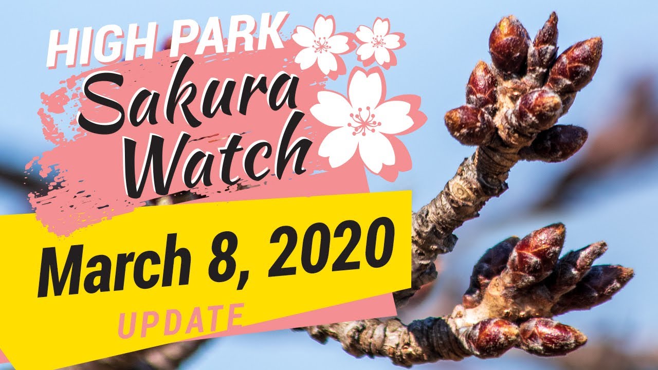 Sakura Watch March 8, 2020 - Ep 01 - Hey everyone, the Sakura Watch is ...