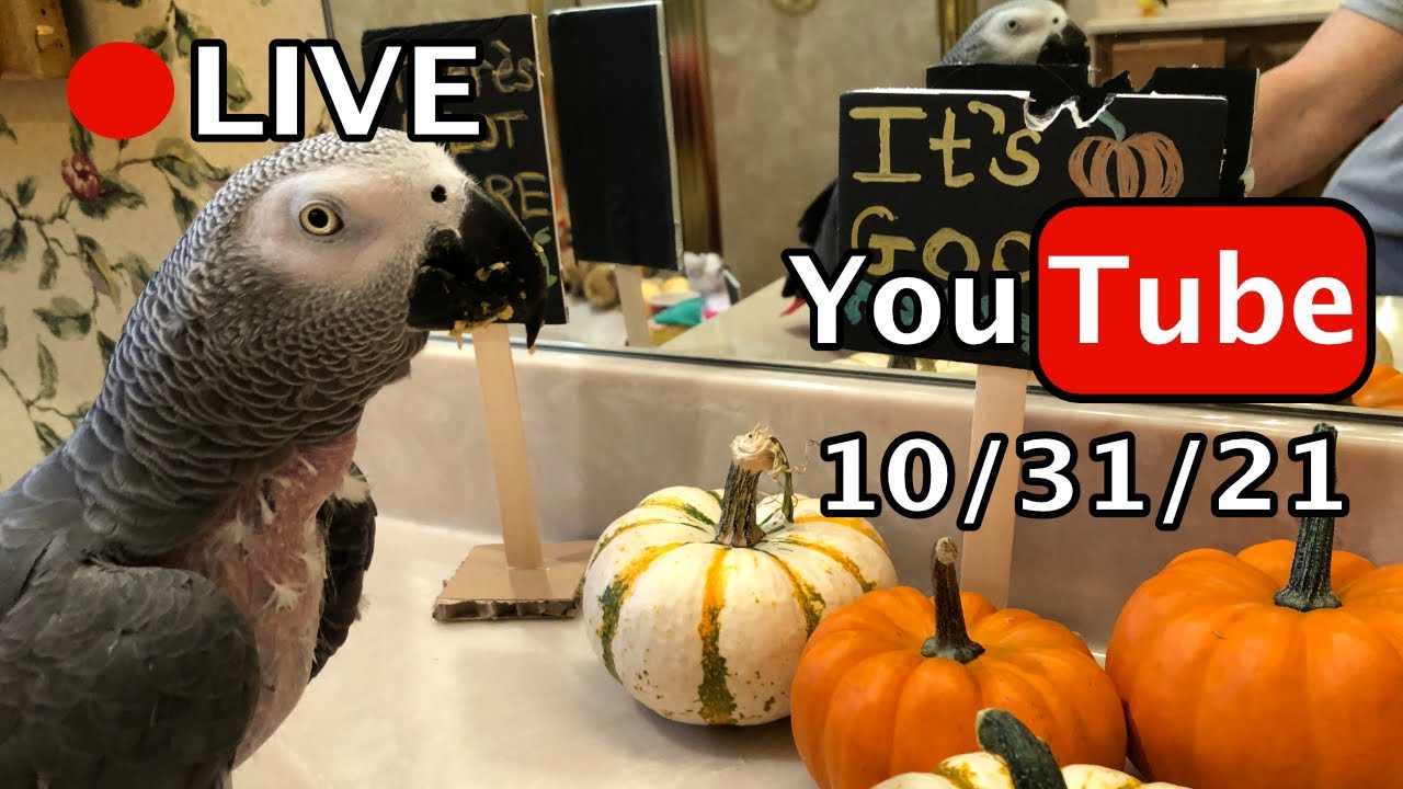 🔴🐦Einstein Parrot LIVE! 10/31/21 Pumpkin Party! - YouTube