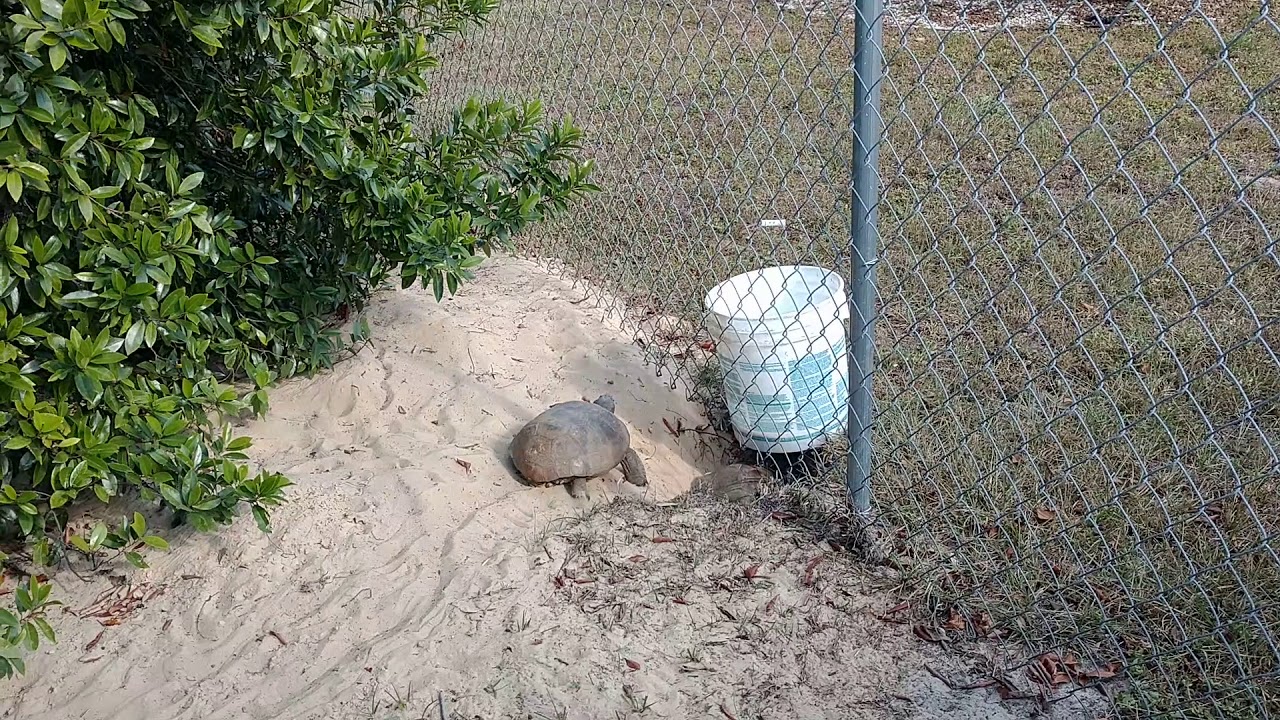 Gopher tortoises mating in by backyard. - YouTube