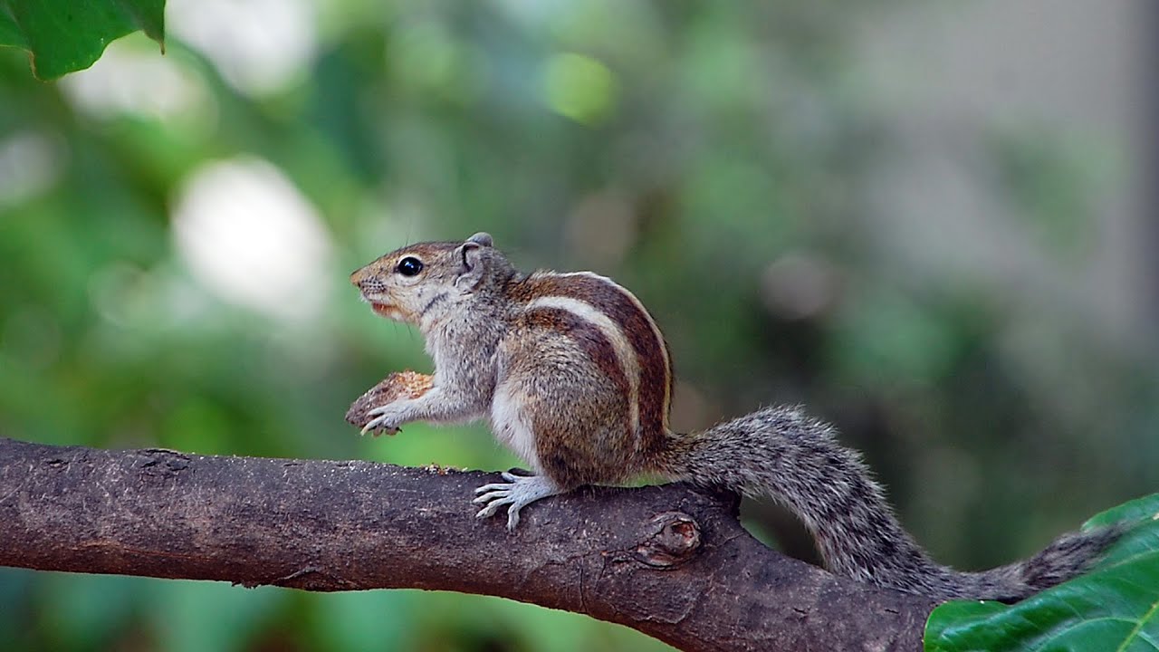 squirrel in sri lanka | lena - YouTube