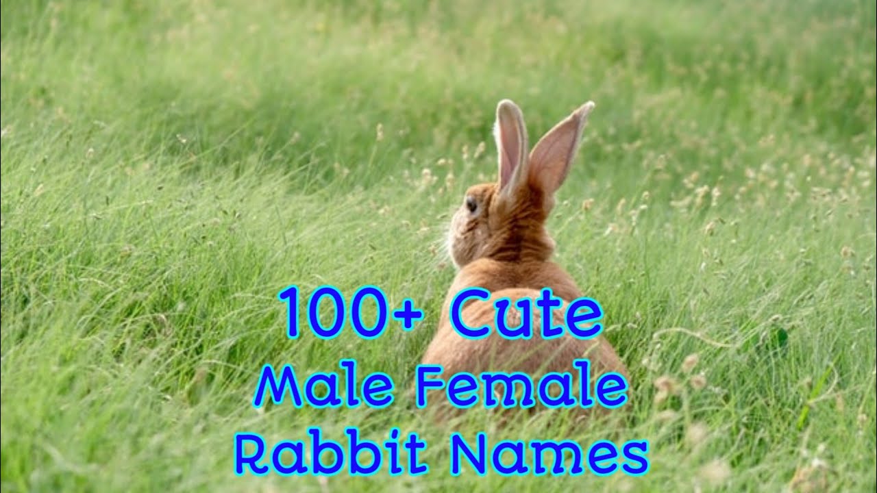 50 Male Cute Male Rabbit names and 50 Cute Female Rabbit Names - YouTube