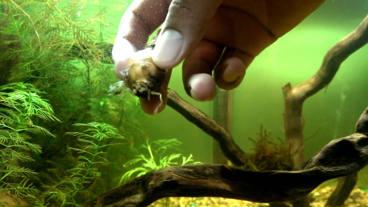 How to plant an union plant the right way. - YouTube