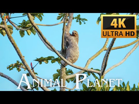 4K Video Animal Planet Ultra HD