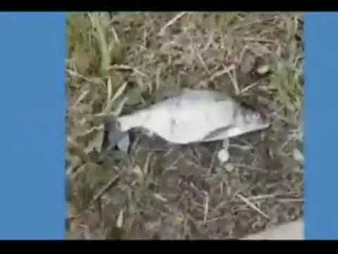 FISH JUMPSCARE (SCARY!!!!111!!!11!) - YouTube