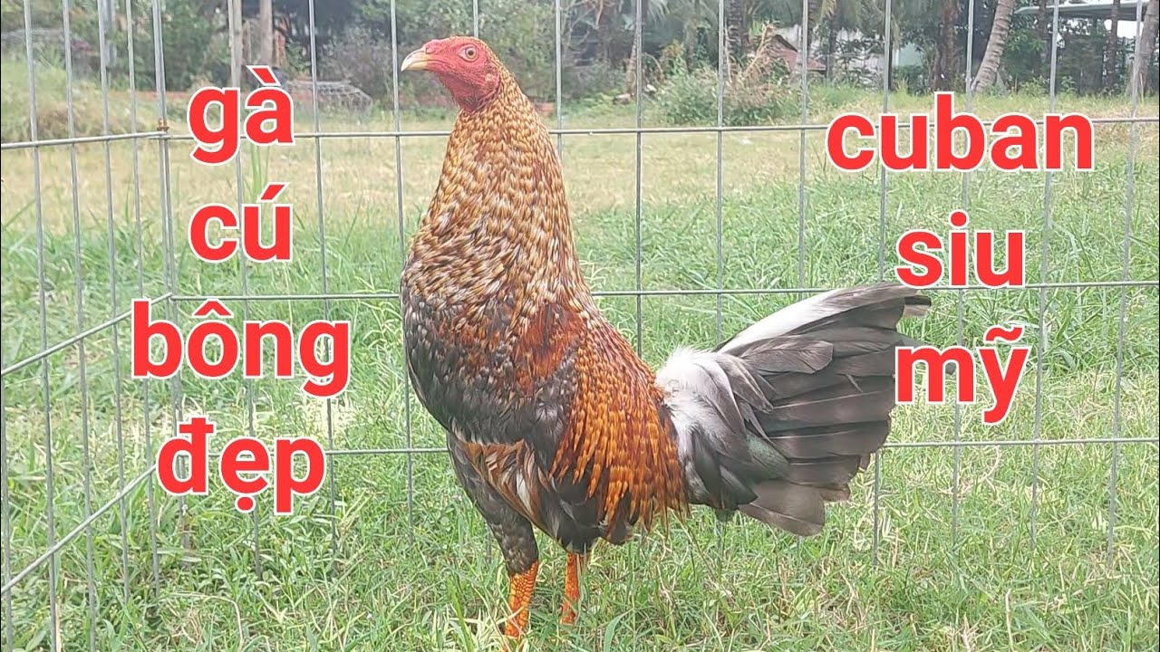 Lên 2 con gà tre cuban siu mỹ . dòng gà siu mỹ đẹp . Buổi chiều mát mẻ ...