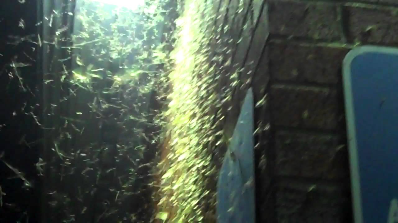 Insects! - YouTube
