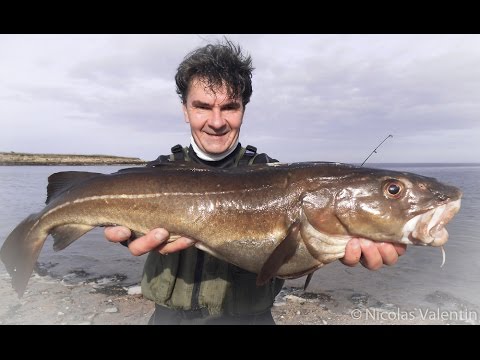 The cod father - YouTube