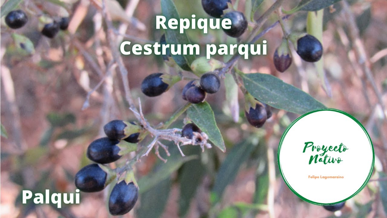 Repique del palqui (Cestrum parqui) - YouTube