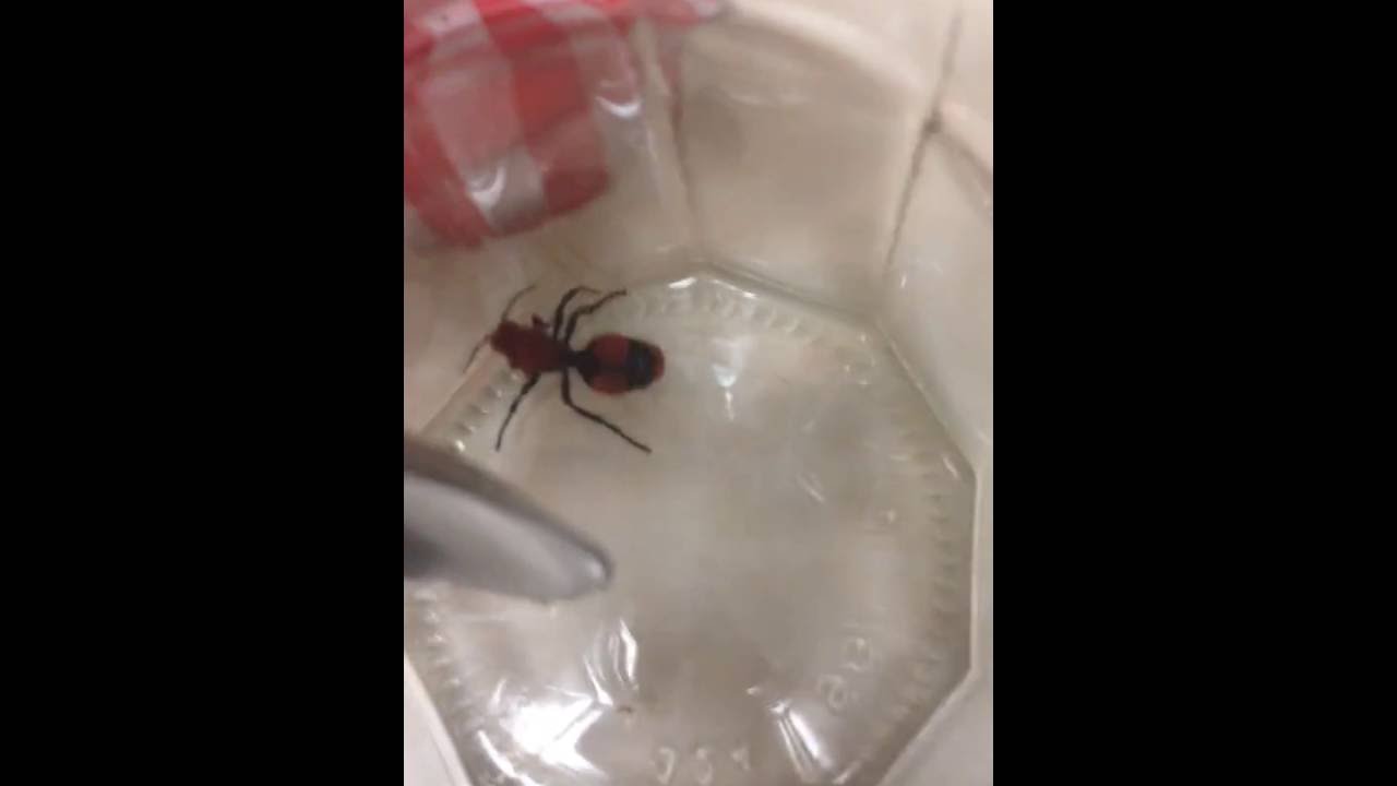 Red Velvet Ant Squeaking (Actually a Wingless Wasp) - YouTube