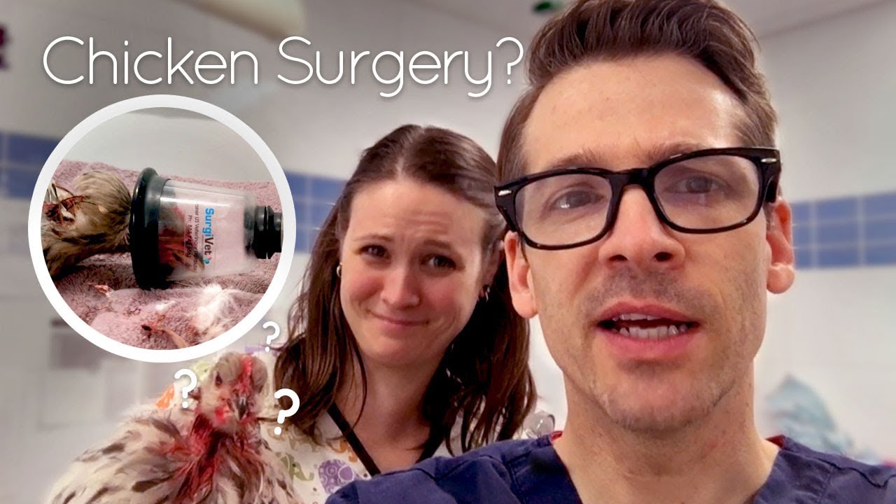 What the Cluck? My Second Chicken Surgery! - YouTube